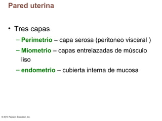 Sistema reproductor | PPT