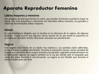 Sistema Reproductor | PPTX