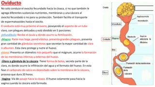 Sistema reproductor de las aves | PPTX