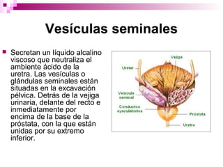 Sistema Reproductor | PPT