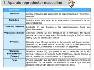 SISTEMA REPRODUCTOR.pptx