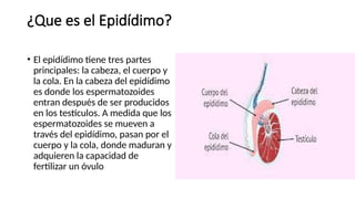 sistema reproductor.- sistema reproductor del vacunos | PPTX