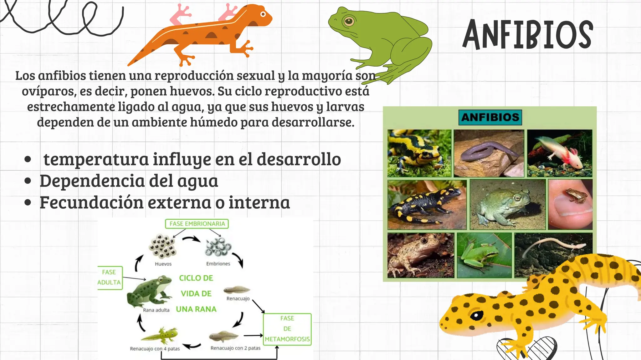 sistema reproductor (2).pdf medicina veterinaria | PDF