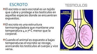 Sistema reproductor de macho y hembra porcinos | PPTX
