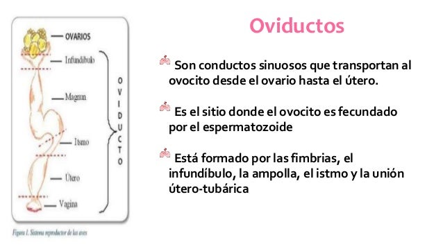 Sistema reproductor de macho y hembra porcinos