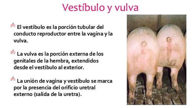 Sistema reproductor de macho y hembra porcinos