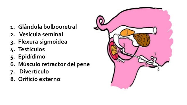 Sistema reproductor de macho y hembra porcinos