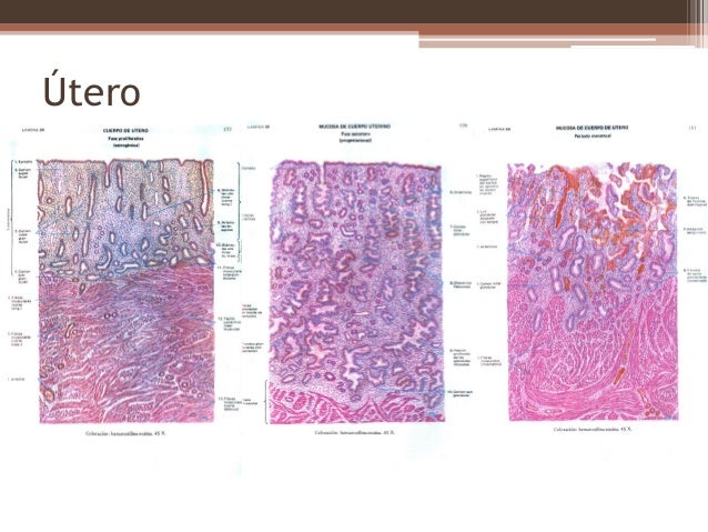 Sistema reproductor femenino