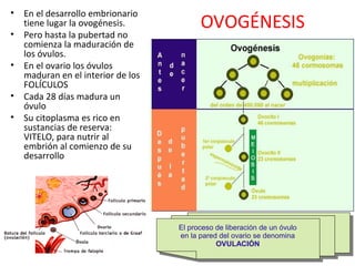 Sistema reproductor femenino | PPT