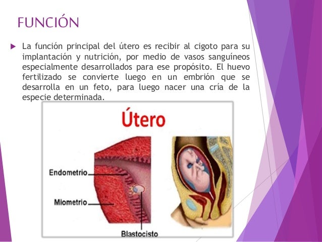 Funcion Del Utero Femenino _ Que Es El Istmo Uterino – MSBA
