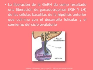 Sistema reproductor femenino histologia | PPTX