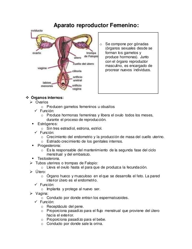 Sistema reproductor femenino y masculino