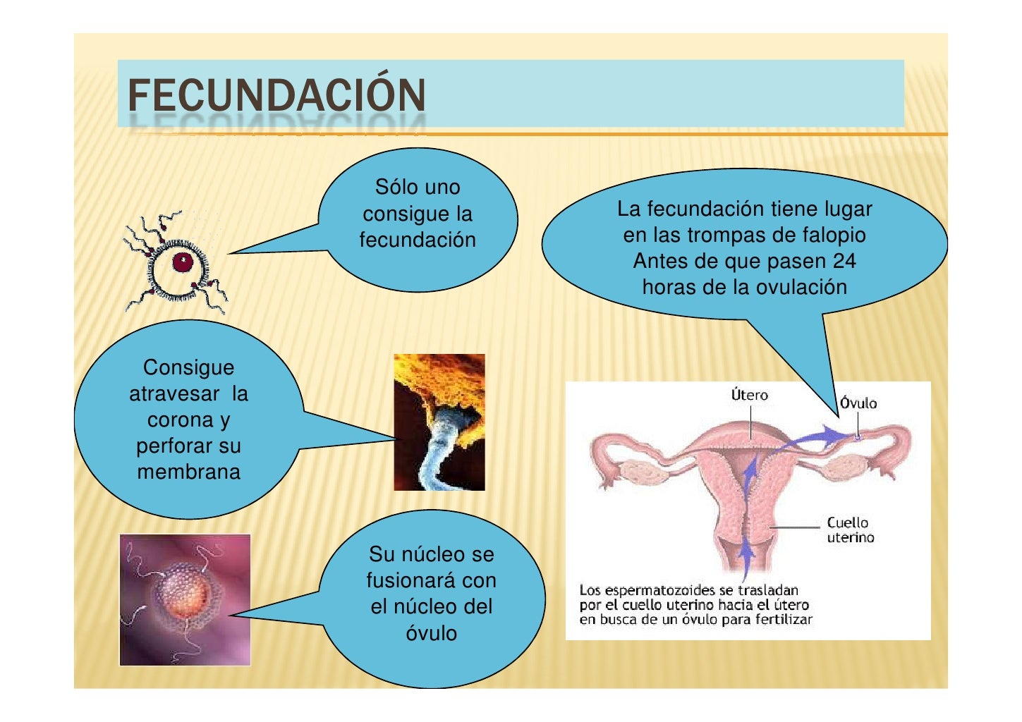 Sistema reproductor humano