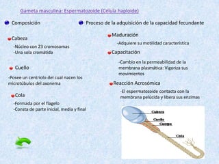 Sistema reproductor humano | PPTX