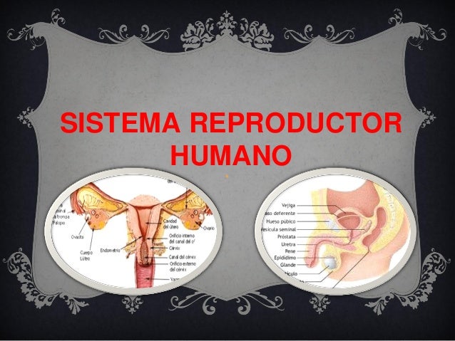 Anatomía Del Sistema Reproductor Humano