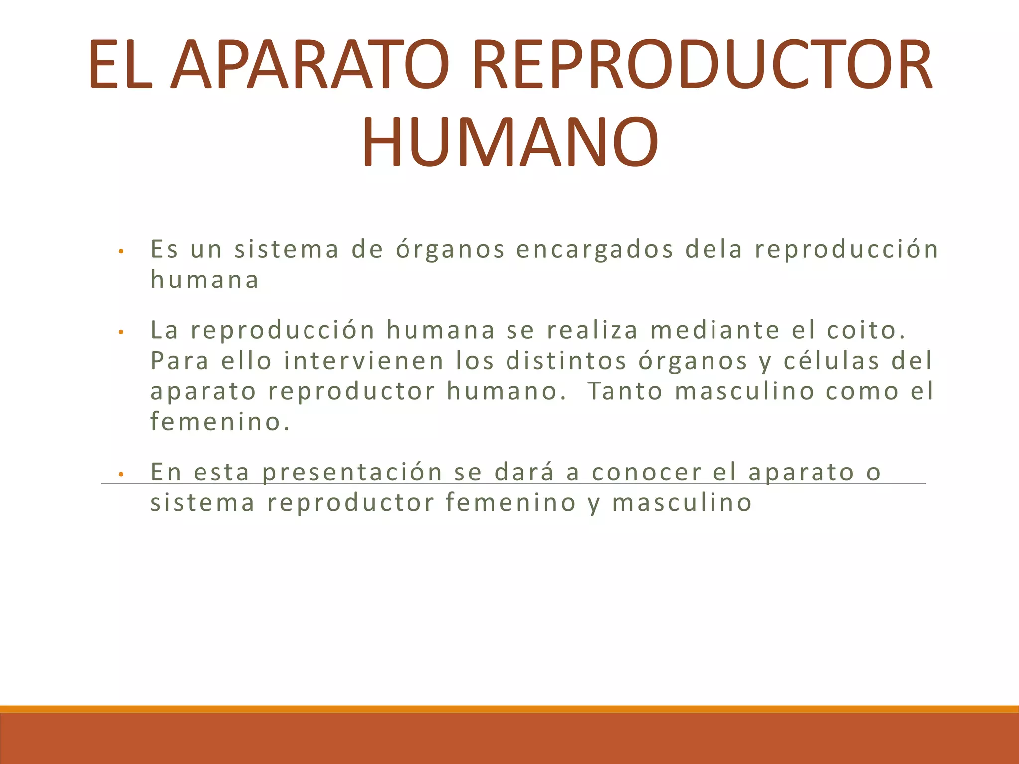 Sistema reproductor humano | PPTX