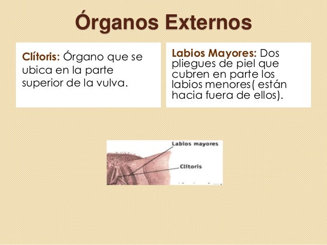 Sistema reproductor humano nuevo