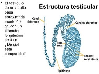 Sistema Reproductor Masculino | PPT