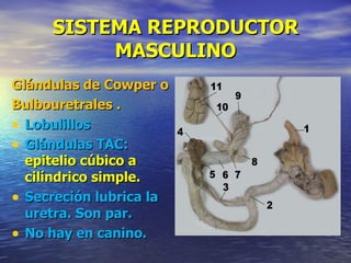 Sistema reproductor masculino | PPT