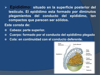 Sistema reproductor_masculino | PPTX