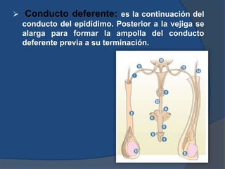 Sistema reproductor_masculino | PPTX