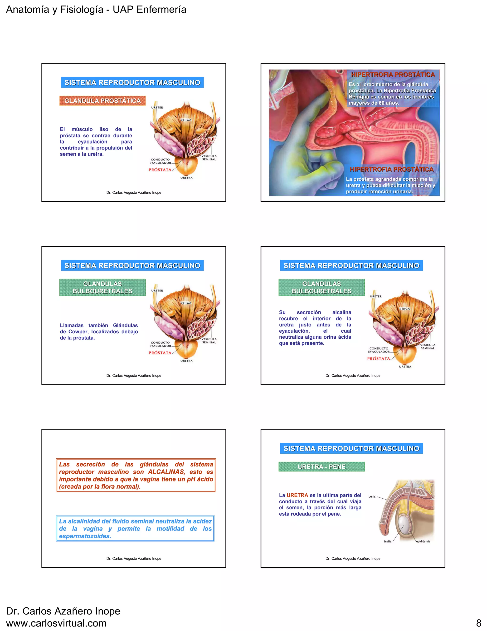 Sistema reproductor masculino | PDF