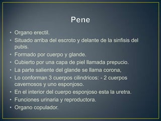 Sistema reproductor masculino | PPTX