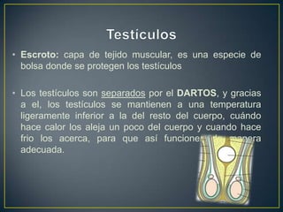 Sistema reproductor masculino | PPTX