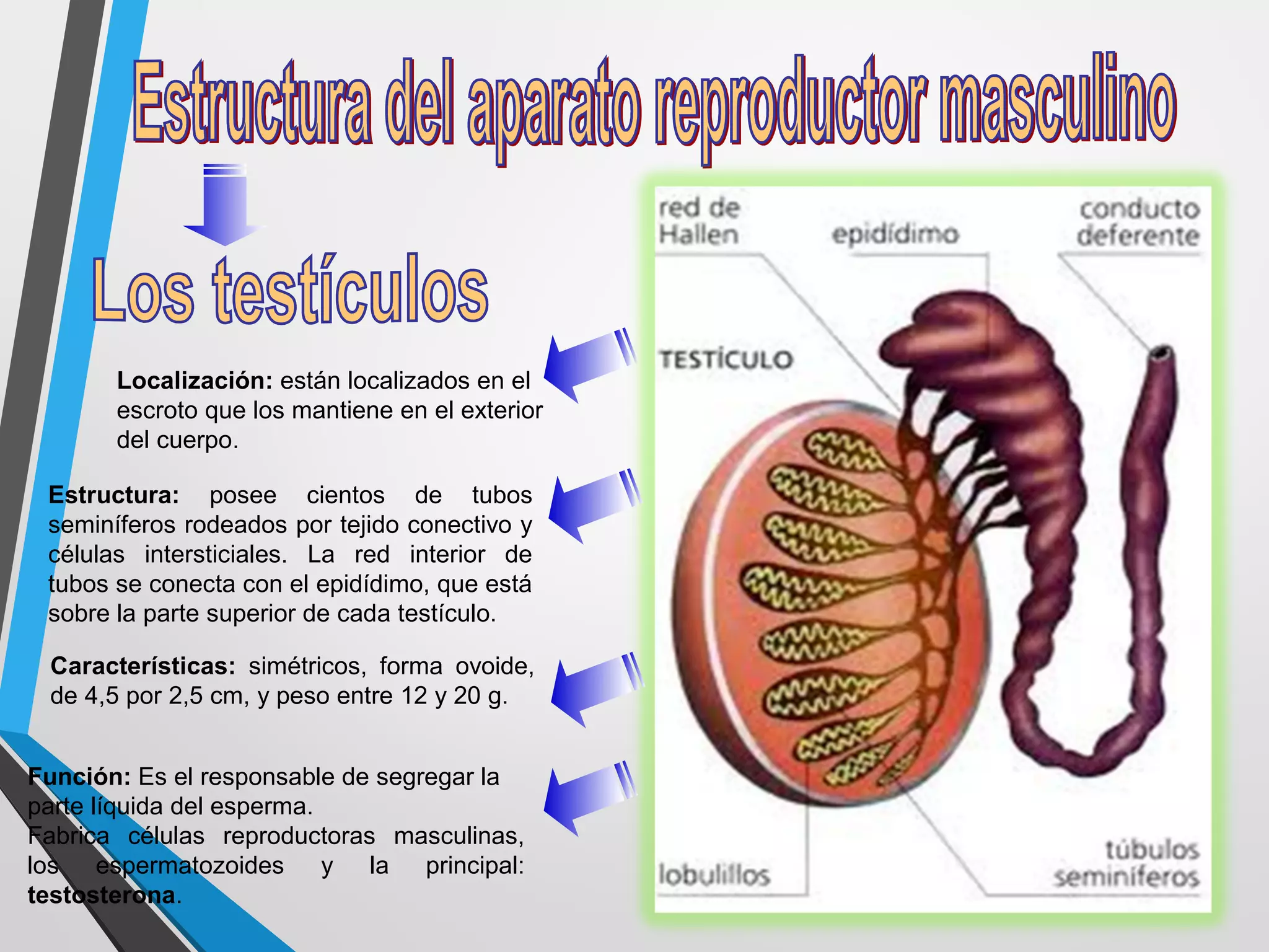Sistema reproductor masculino | PPT