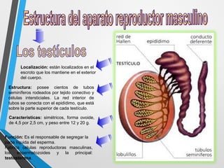 Sistema reproductor masculino | PPT