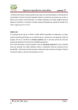 Sistema reproductor masculino | DOC