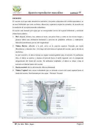 Sistema reproductor masculino | DOC