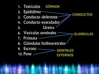 Sistema reproductor masculino | PPTX