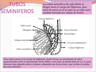 Sistema reproductor masculino | PPT