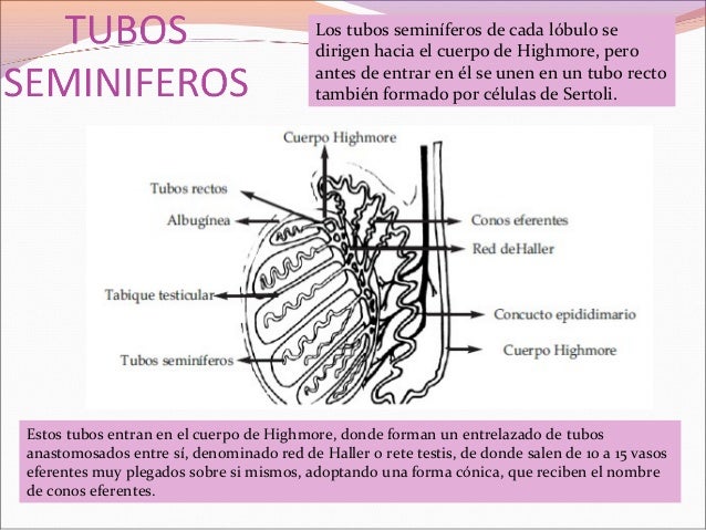 Sistema reproductor masculino