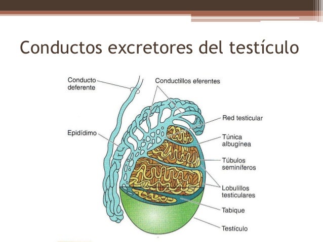 Sistema reproductor masculino