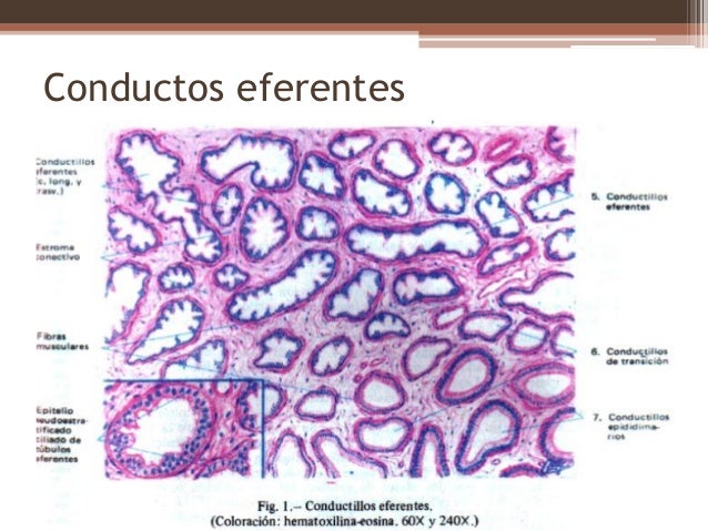 Sistema reproductor masculino