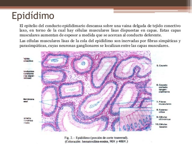 Sistema reproductor masculino