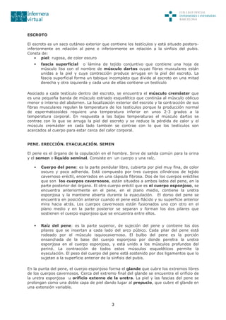 Sistema reproductor masculino.pdf
