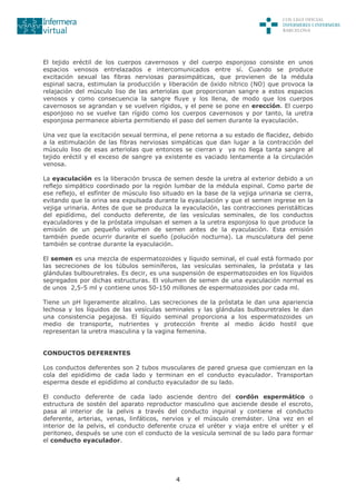 Sistema reproductor masculino.pdf