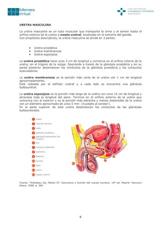Sistema reproductor masculino.pdf