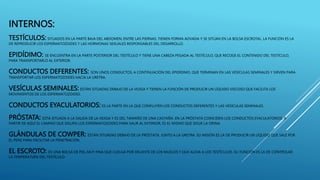 SISTEMA REPRODUCTOR MASCULINO. CORPORACION | PPTX