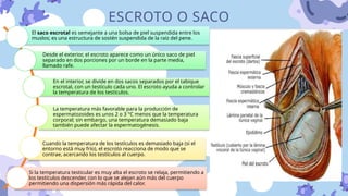 SISTEMA REPRODUCTOR MASCULINO ANATOMÍA Y | PPTX