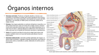 Sistema Reproductor Masculino facil de entender con imágenes ...