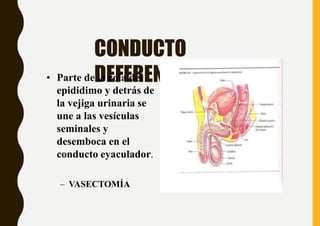 Sistema reproductor masculino | PPTX