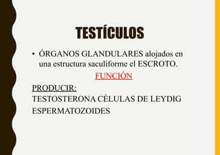 Sistema reproductor masculino | PPTX