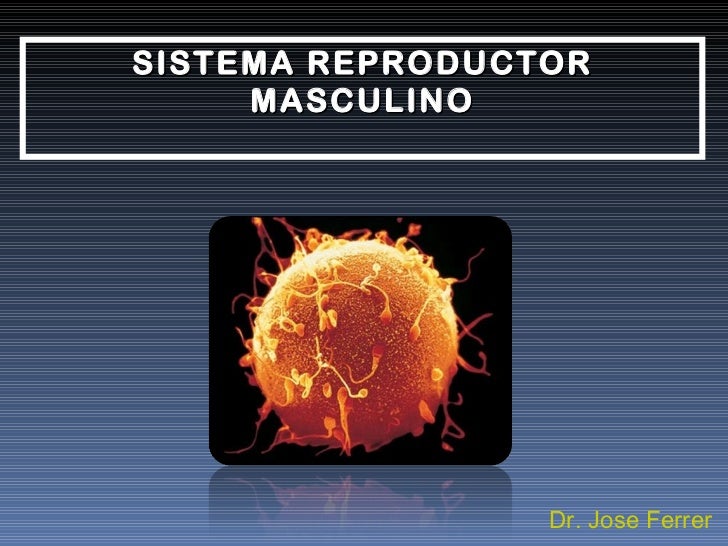 Aparato Reproductor Masculino