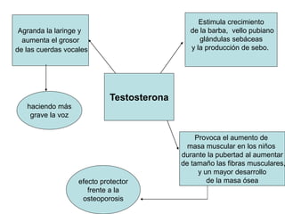 Sistema Reproductor Masculino .ppt
