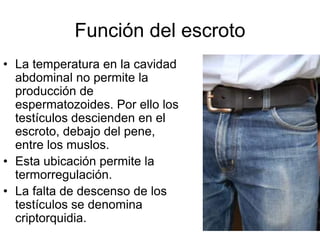 Sistema Reproductor Masculino .ppt