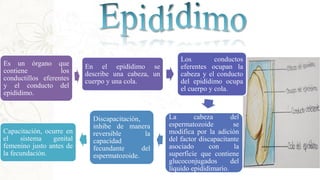 Sistema reproductor masculino pdf | PDF